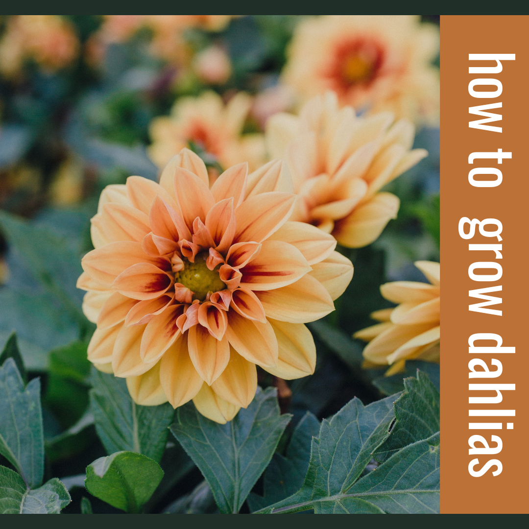 How to Grow Dahlias | Beautiful Flowers for the Garden – Sweet Bacon ...
